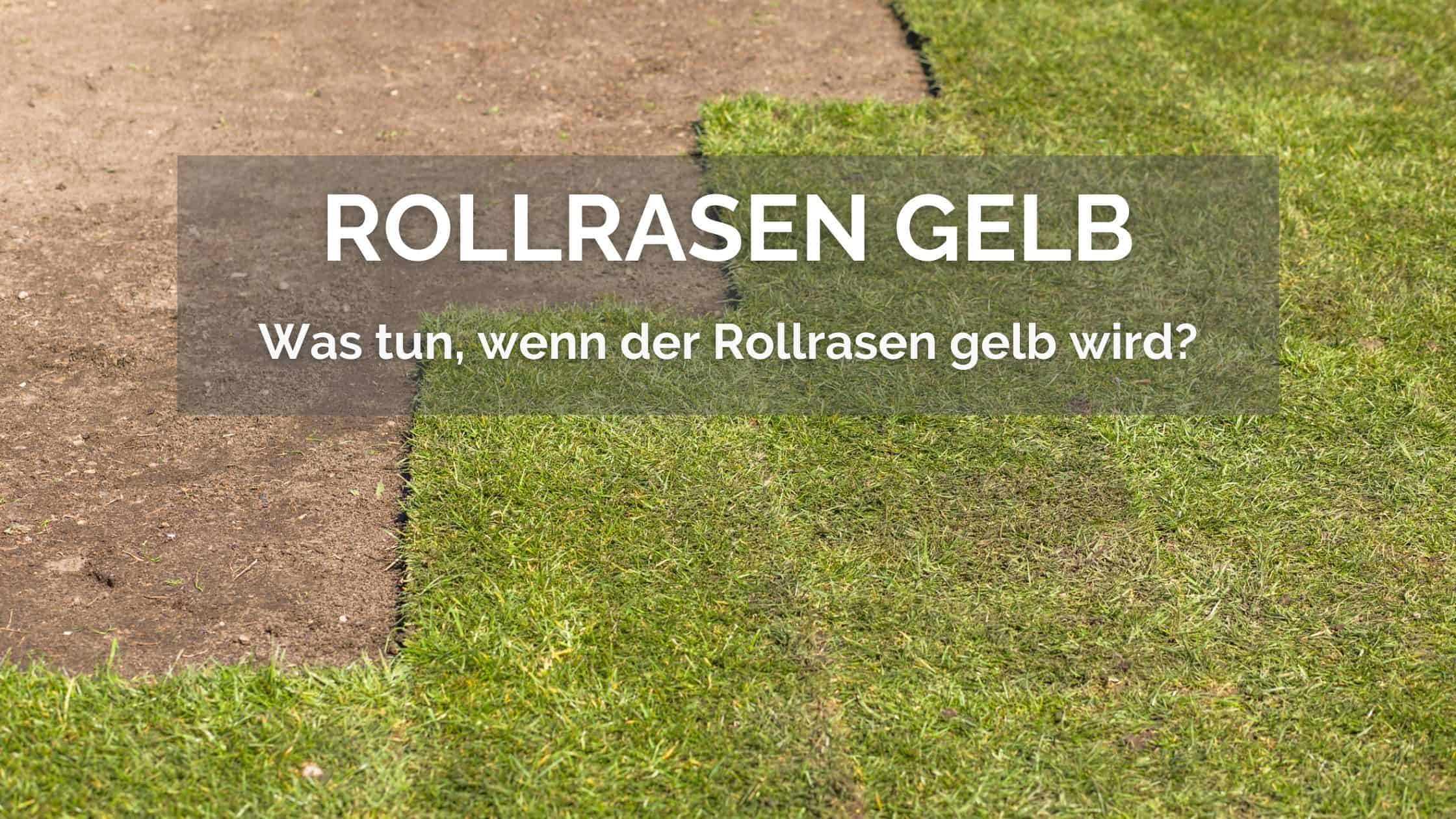 Neuer Rollrasen Wird Gelb